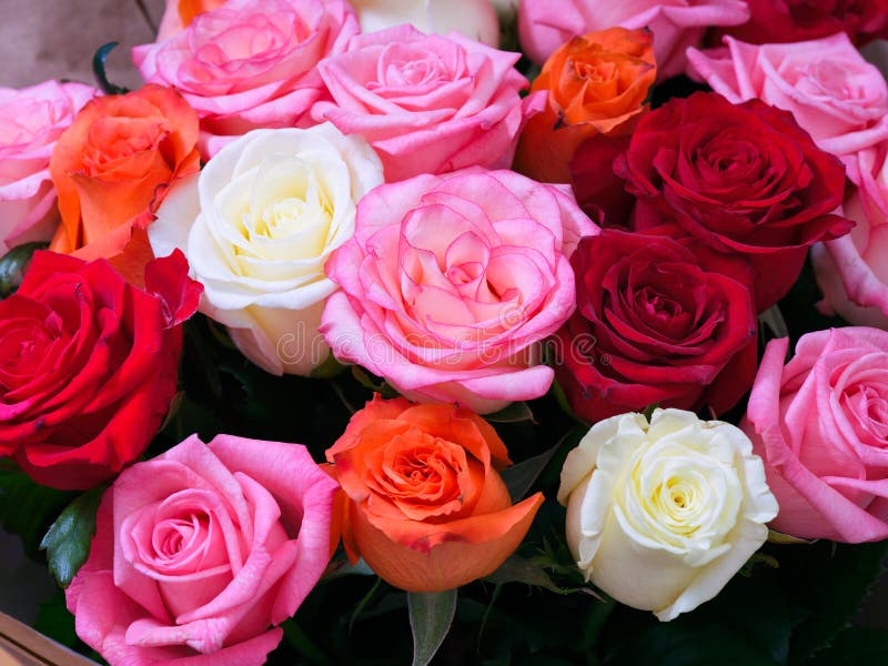 312 Multicolour Rose Photos - Free & Royalty-Free Stock Photos from ...