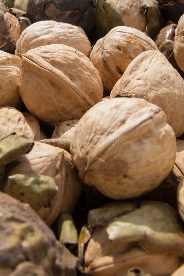 A lot of nuts stock image. Image of tatras, foods, wall - 59676087