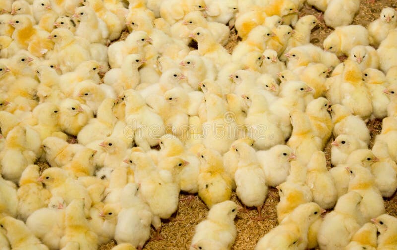 A Lot of One-day Broiler Chickens Stock Photo - Image of livestock ...