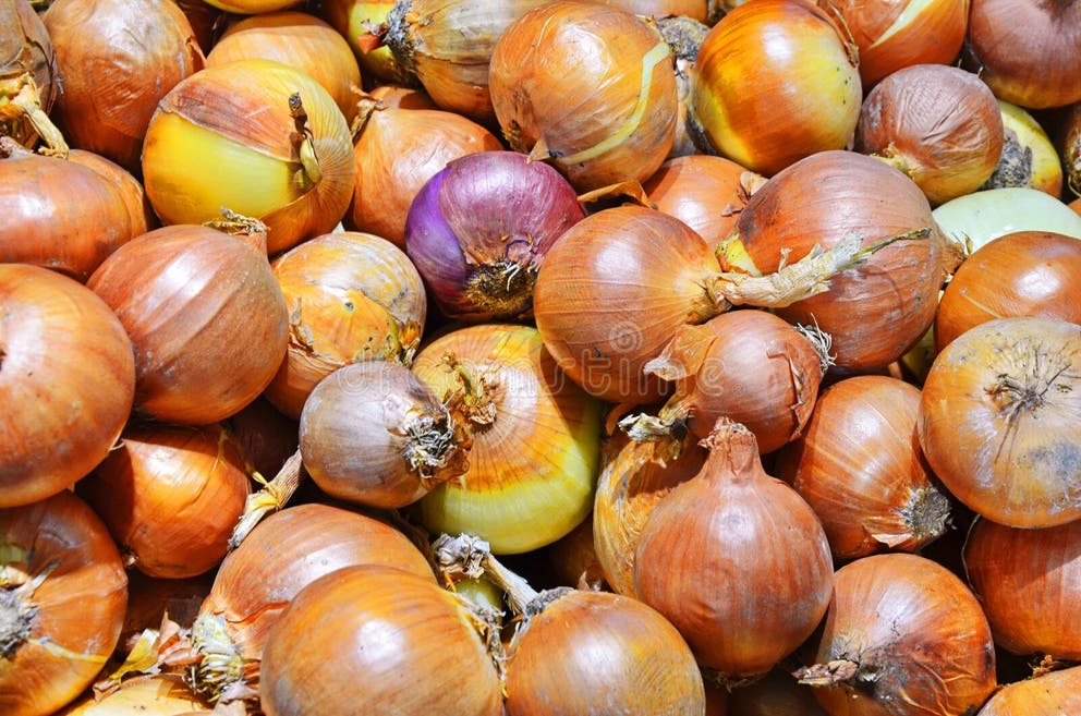 It is a Lot of Onion of Different Grades Stock Photo - Image of gold ...