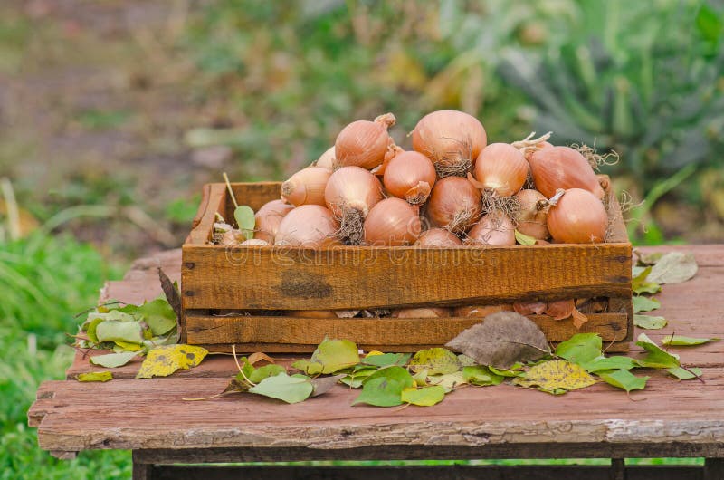 Lot of onions in crate. stock photo. Image of eating - 80055976