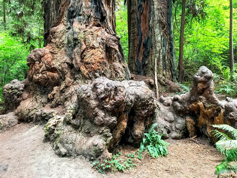 A Brown Outgrowth on a Dry Branch of a Tree Near a Green Wall Stock ...