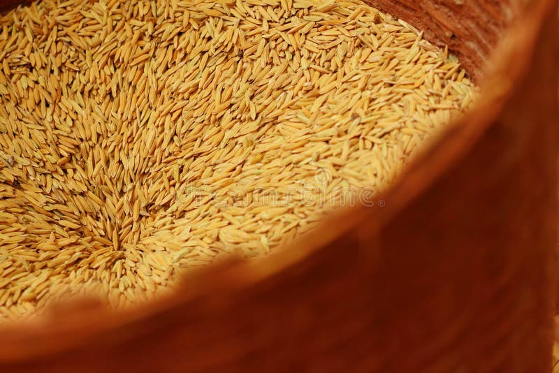 A Lot of Paddy Rice in a Basket Stock Image - Image of cereal, rural ...