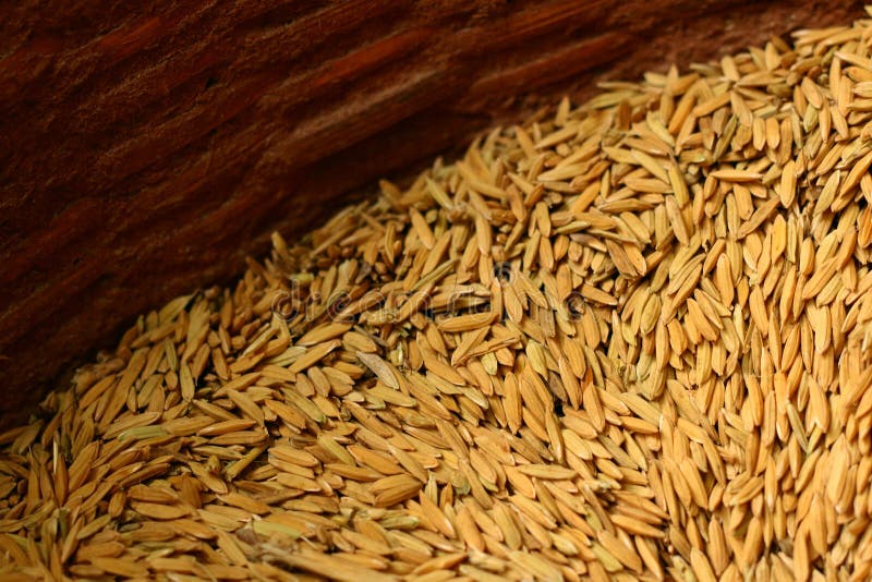 A Lot of Paddy Rice in a Basket Stock Image - Image of green, plant ...