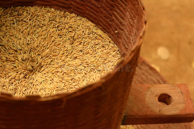 A Lot of Paddy Rice in a Basket Stock Photo - Image of rice, golden ...