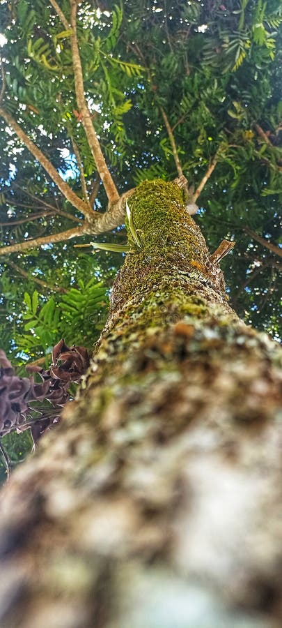 A Lot of Parasites Live in Trees for Long Time Stock Image - Image of ...