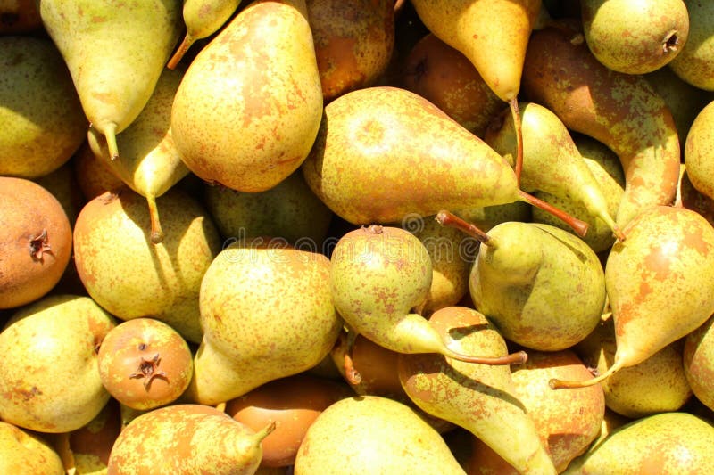 A Lot of Pears on a Sunny Day in the Garden Stock Image - Image of ...