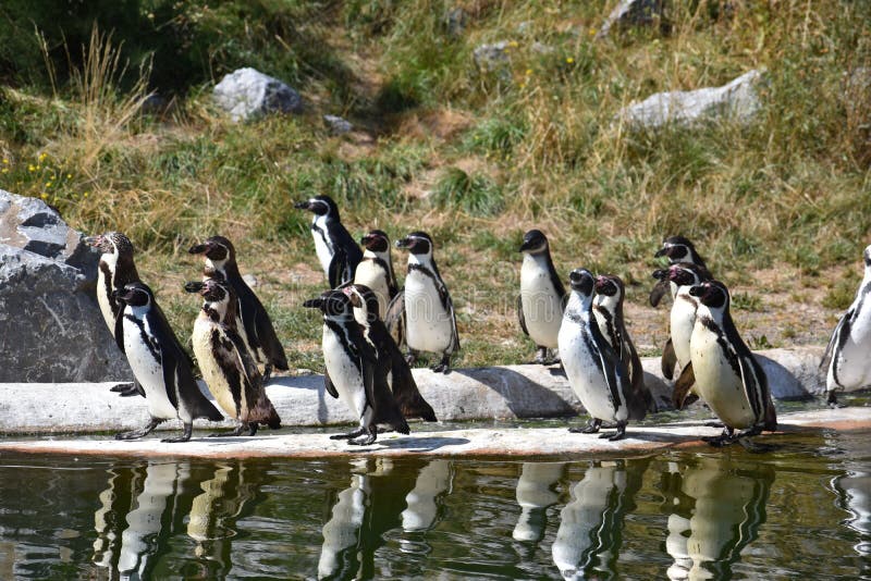 A Lot of Penguins are Standing on the Shore of a Lake Stock Photo ...