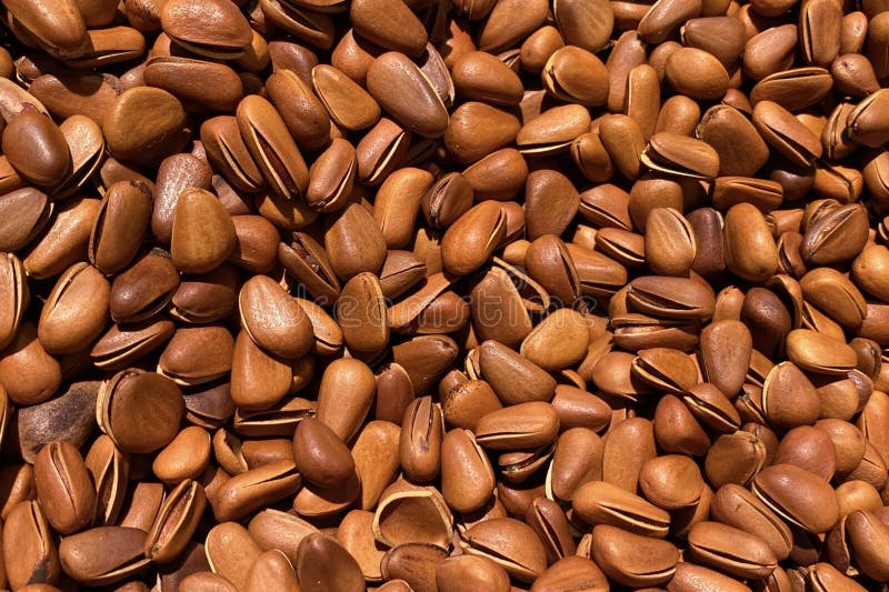 Pine seeds background stock photo. Image of ripe, nutrition - 271186772