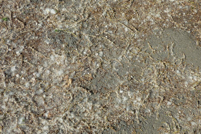 Lot of Poplar Fluff and Seeds on Asphalt, Nature Background Stock Image ...