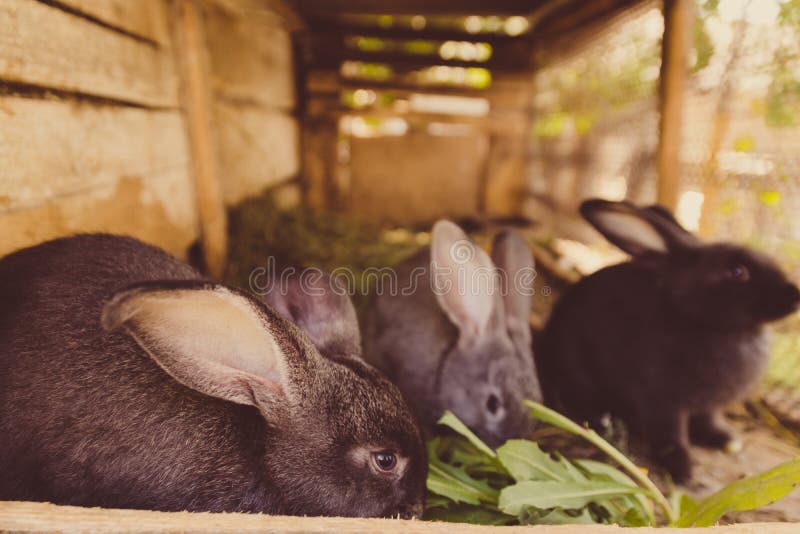 Sad Rabbits Stock Photos - Free & Royalty-Free Stock Photos from Dreamstime