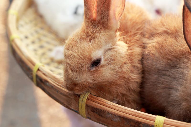 A lot rabbits for sale stock photo. Image of males, brown - 38894774