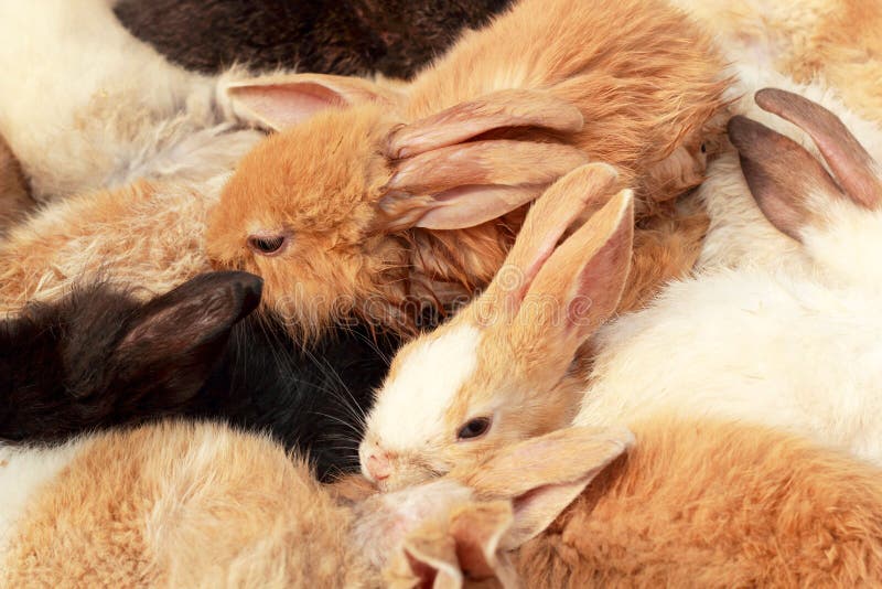 A lot rabbits for sale stock image. Image of baskets - 38895327