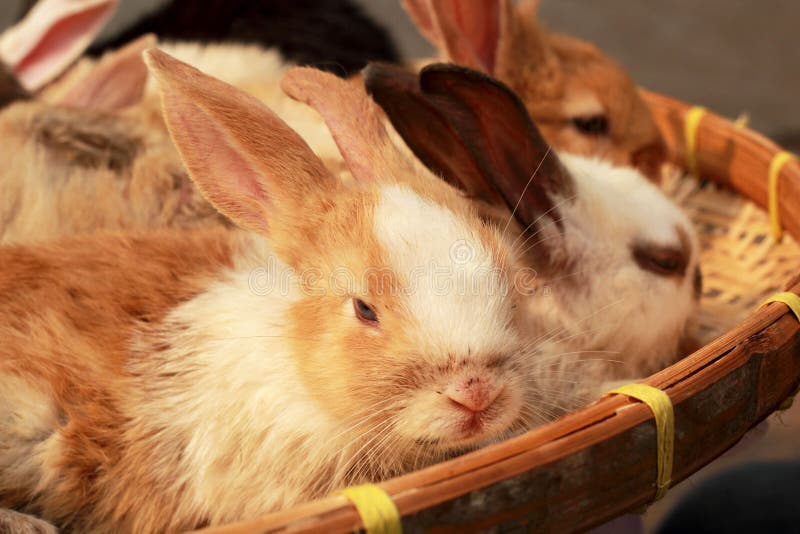 A lot rabbits for sale stock photo. Image of spring, angora - 38895194