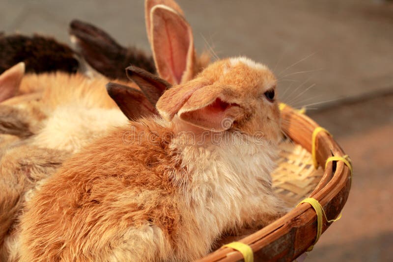 A lot rabbits for sale stock photo. Image of spring, angora - 38895194