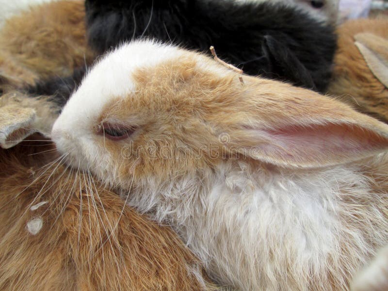 A lot rabbits for sale stock photo. Image of spring, angora - 38895194