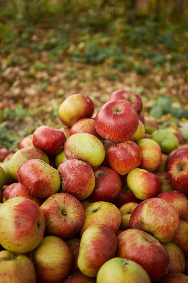 A Lot of Red Apples. Harvesting Stock Image - Image of nature, daylight ...
