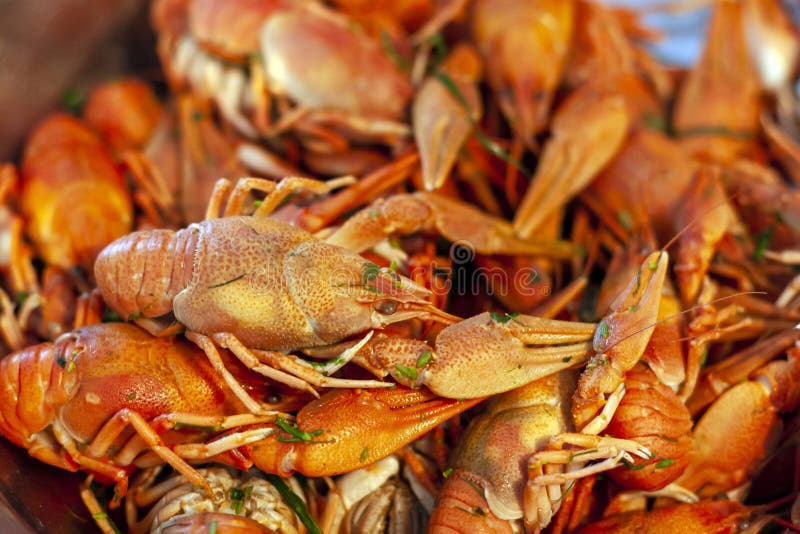Cooked crawfish, delicacy. stock photo. Image of crustacean - 125256540