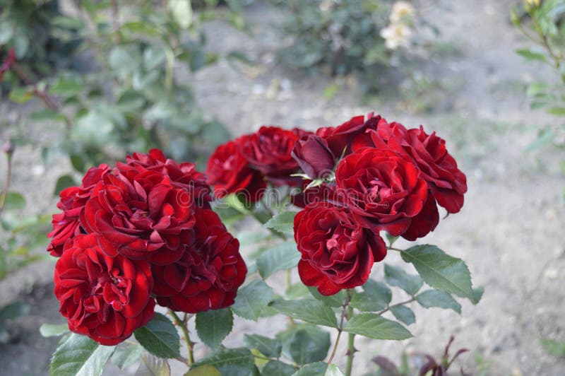 A lot of red roses. stock image. Image of floral, flowers - 94573057