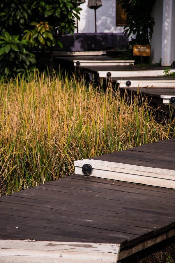 Rice field stock photo. Image of leaf, backyard, rice - 106586332