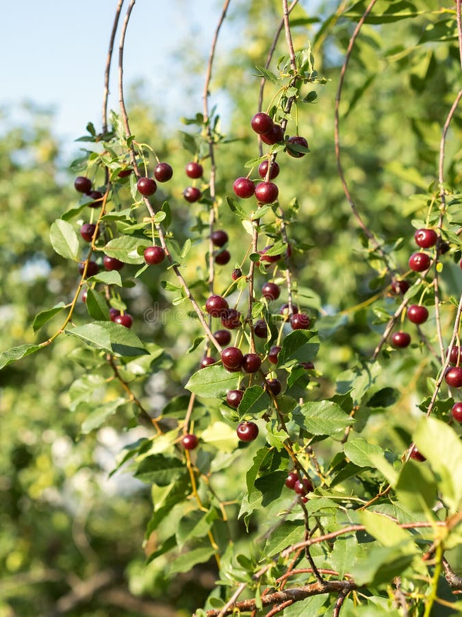 Lot of Ripe Cherries on Branches. Some in Focus Stock Photo - Image of ...