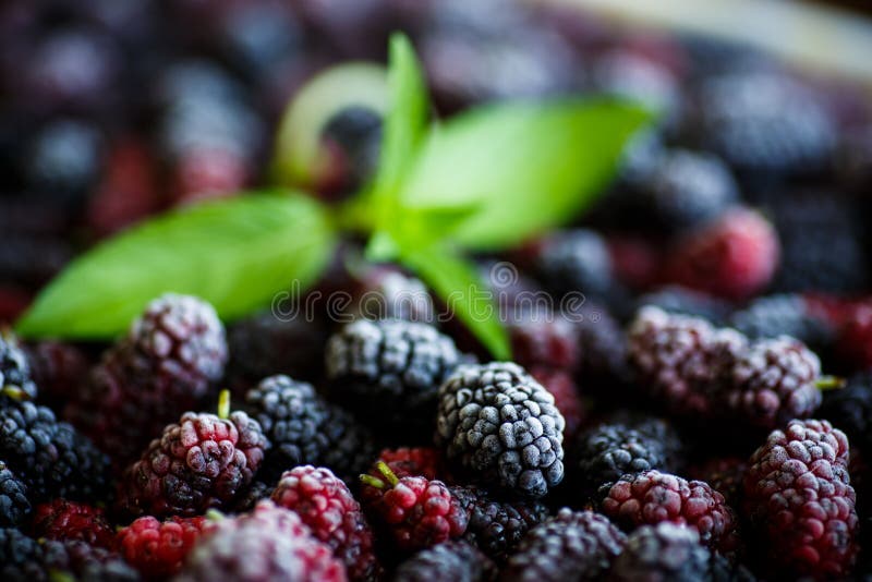 A Lot of Ripe Frozen Mulberry Stock Image - Image of freshness ...