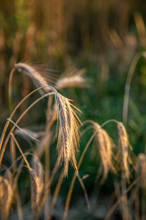 A Lot of Ripe Wheat in the Field. a Rich Harvest of Wheat Stock Image ...
