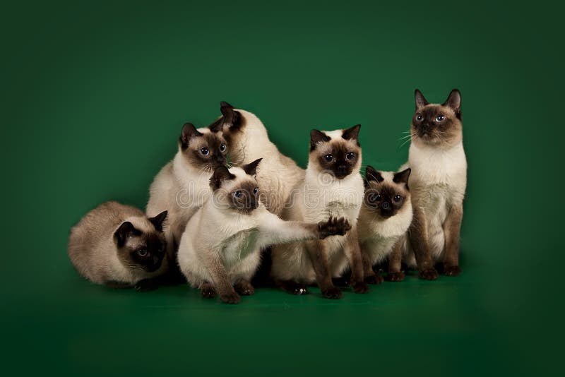 A Lot of the Same Cats are Posing on a Green Studio Background. Stock ...