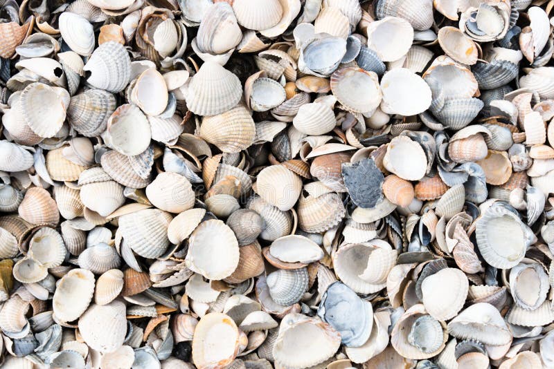 Close up Sea shells. stock photo. Image of delicious - 125036020