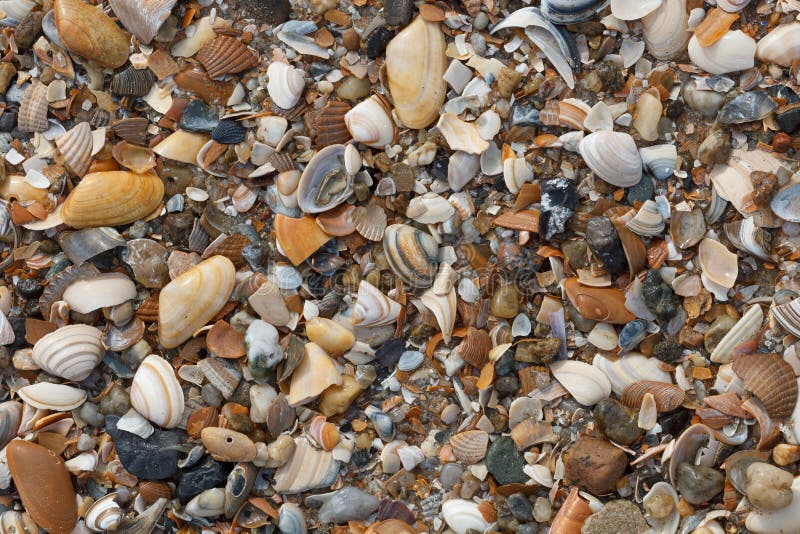 971 Lot Shells Sea Beach Stock Photos - Free & Royalty-Free Stock ...