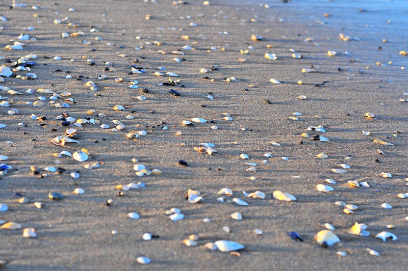 A Lot of Shells on the Beach with Waves. Stock Photo - Image of gdansk ...