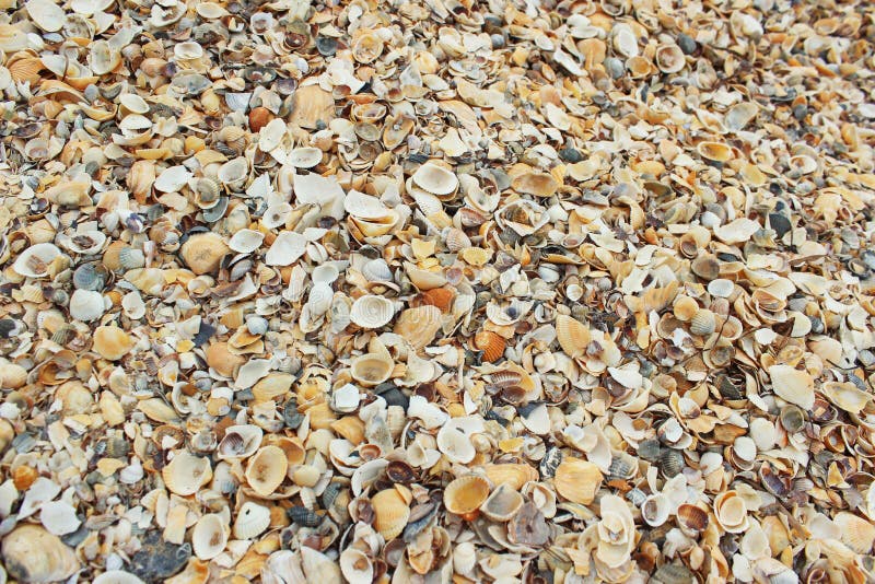 A Lot of Sea Shells Nature Background. Stock Photo - Image of shellfish ...
