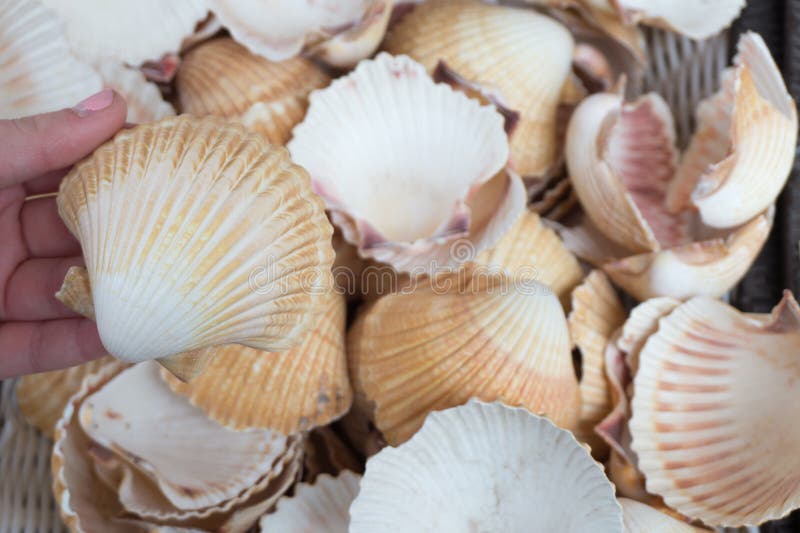 A Lot of Seashells Close Up Stock Image - Image of marine, brown: 157608485