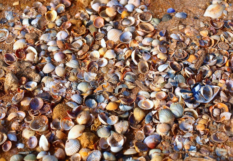A Lot of Seashells on a Sand Beach Stock Image - Image of nature ...