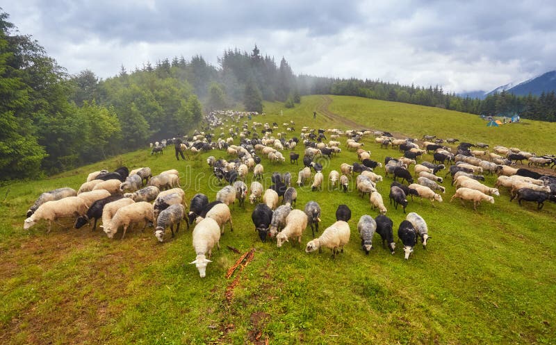 Lot Sheep on the Beautiful Green Meadow Stock Image - Image of ...