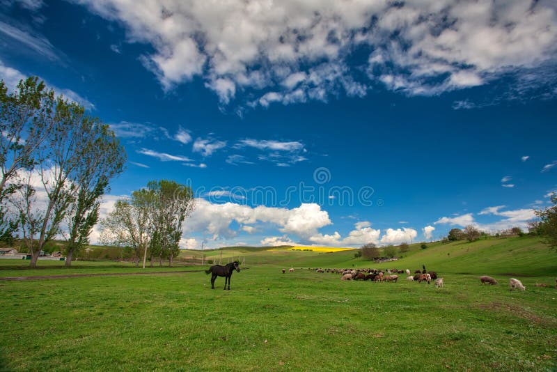A lot sheep stock image. Image of fence, livestock, beautiful - 149047405