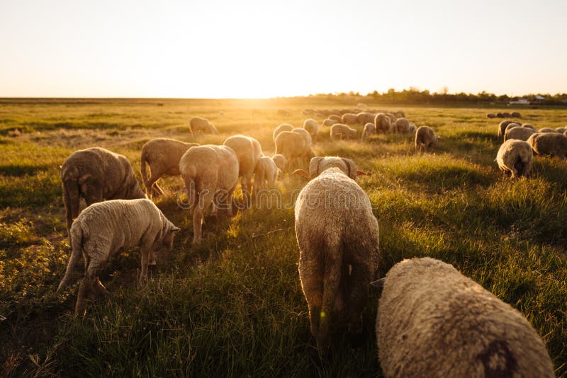A Lot Sheep on the Beautiful Green Meadow Stock Image - Image of meadow ...