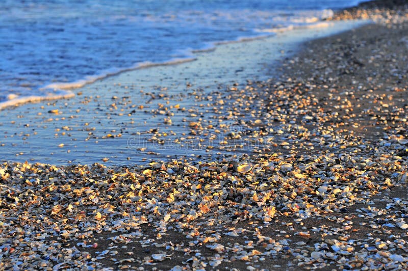 A Lot of Shells on the Beach with Waves. Stock Image - Image of shells ...