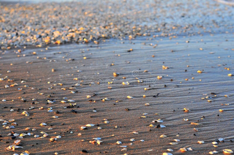 A Lot of Shells on the Beach with Waves. Stock Image - Image of ...