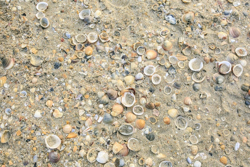 A Lot of Shells on the Sand Beach Stock Image - Image of surface, sandy ...
