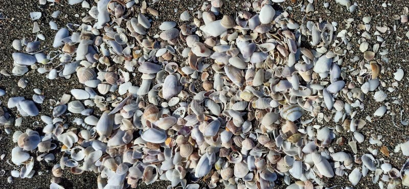 A Lot of Shells Scattered on the Sandy Surface. Stock Image - Image of ...