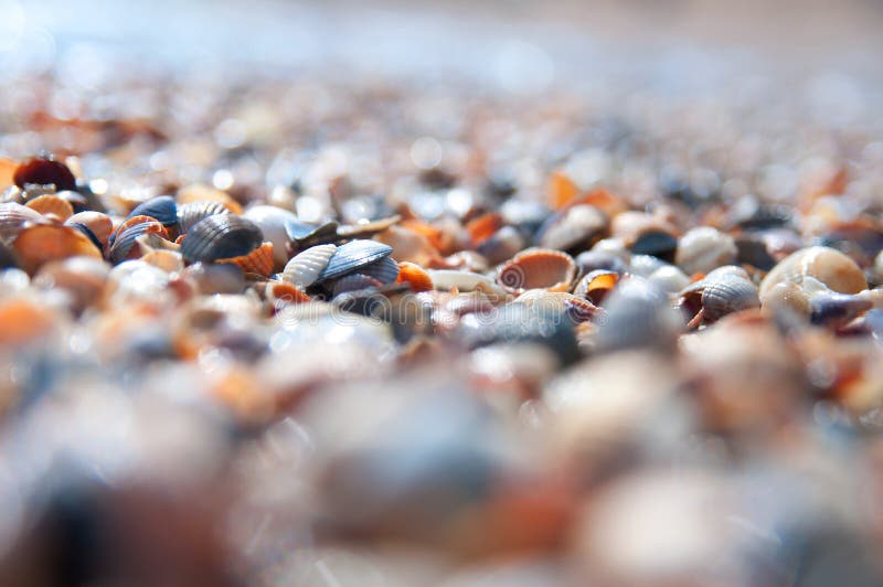 Colorful Seashells on the Seashore Stock Photo - Image of seashore ...