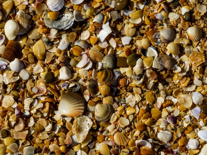 A Lot of Shells on the Shore Texture Stock Image - Image of seaside ...