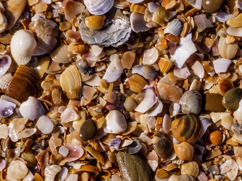 A Lot of Shells on the Shore Texture Stock Image - Image of seaside ...