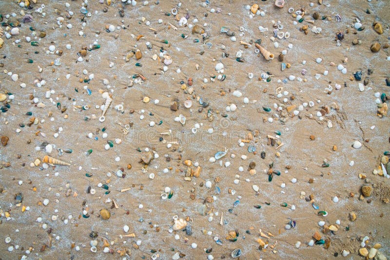 A lot of shells on sand stock photo. Image of beige - 114104944
