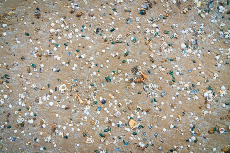 A lot of shells on sand stock photo. Image of background - 109740442