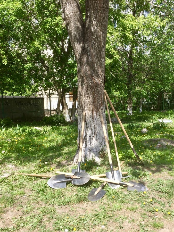 Shovels near young trees stock image. Image of green - 202771187