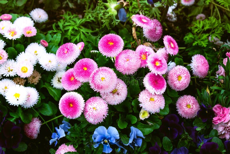 A Lot of Small Colorful Flowers in the Flower Bed Stock Image - Image ...