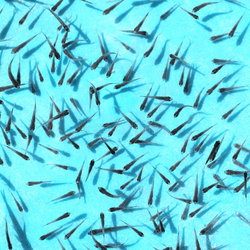 A Lot of Small Fish on a Blue Background. Fish Swimming in the Water ...