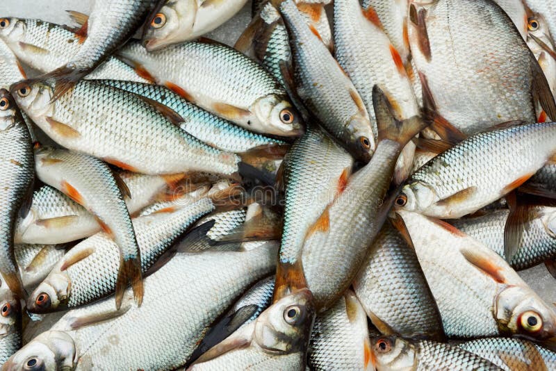 A Lot of Small Fish, Close-up Stock Image - Image of freshwater, nature ...